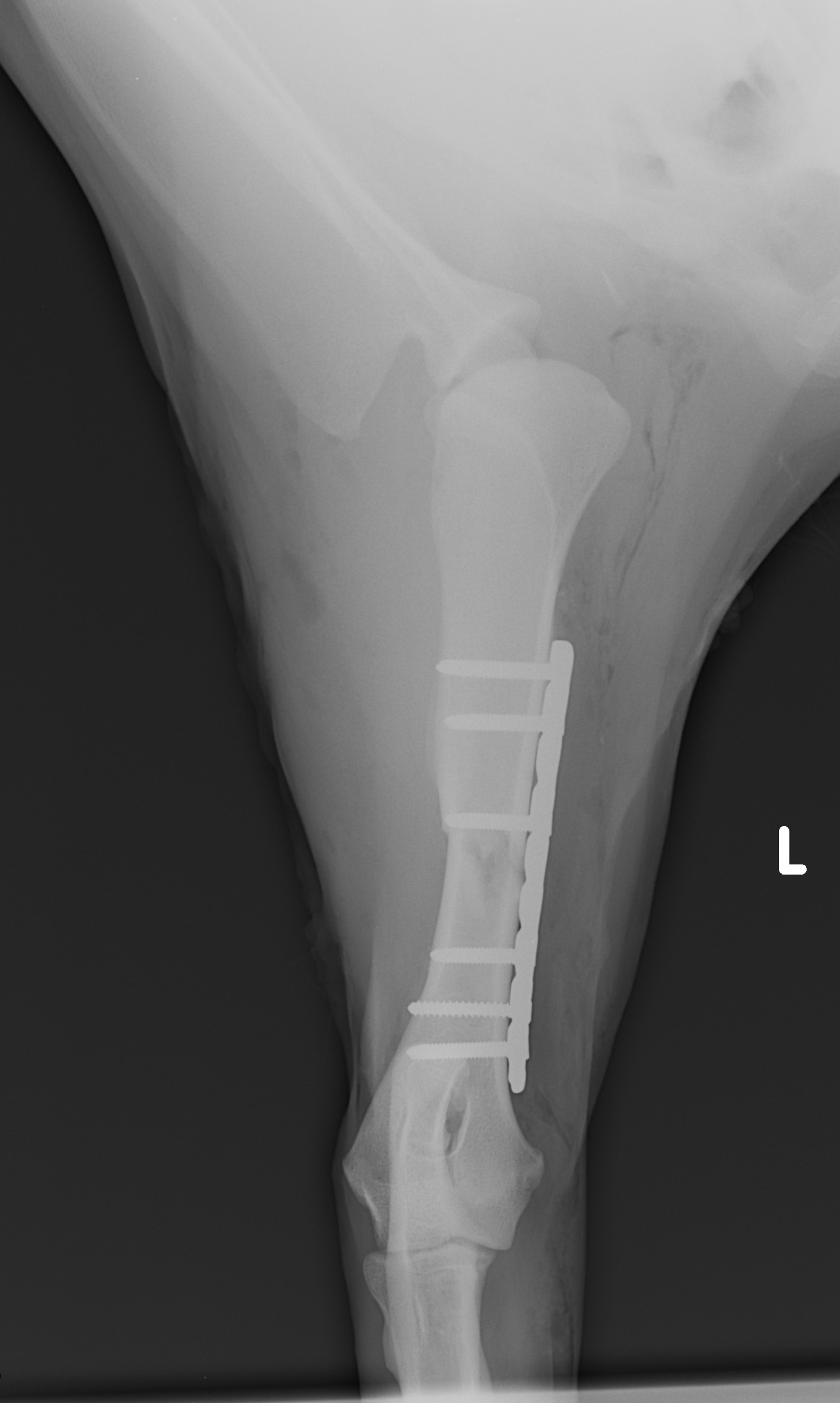 Dierenziekenhuis Oldenzaal